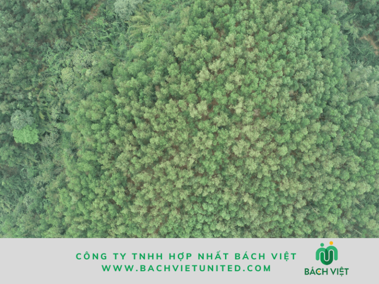 Surveying By UAV To Count Trees In Hoa Binh Forest By AI Application ...